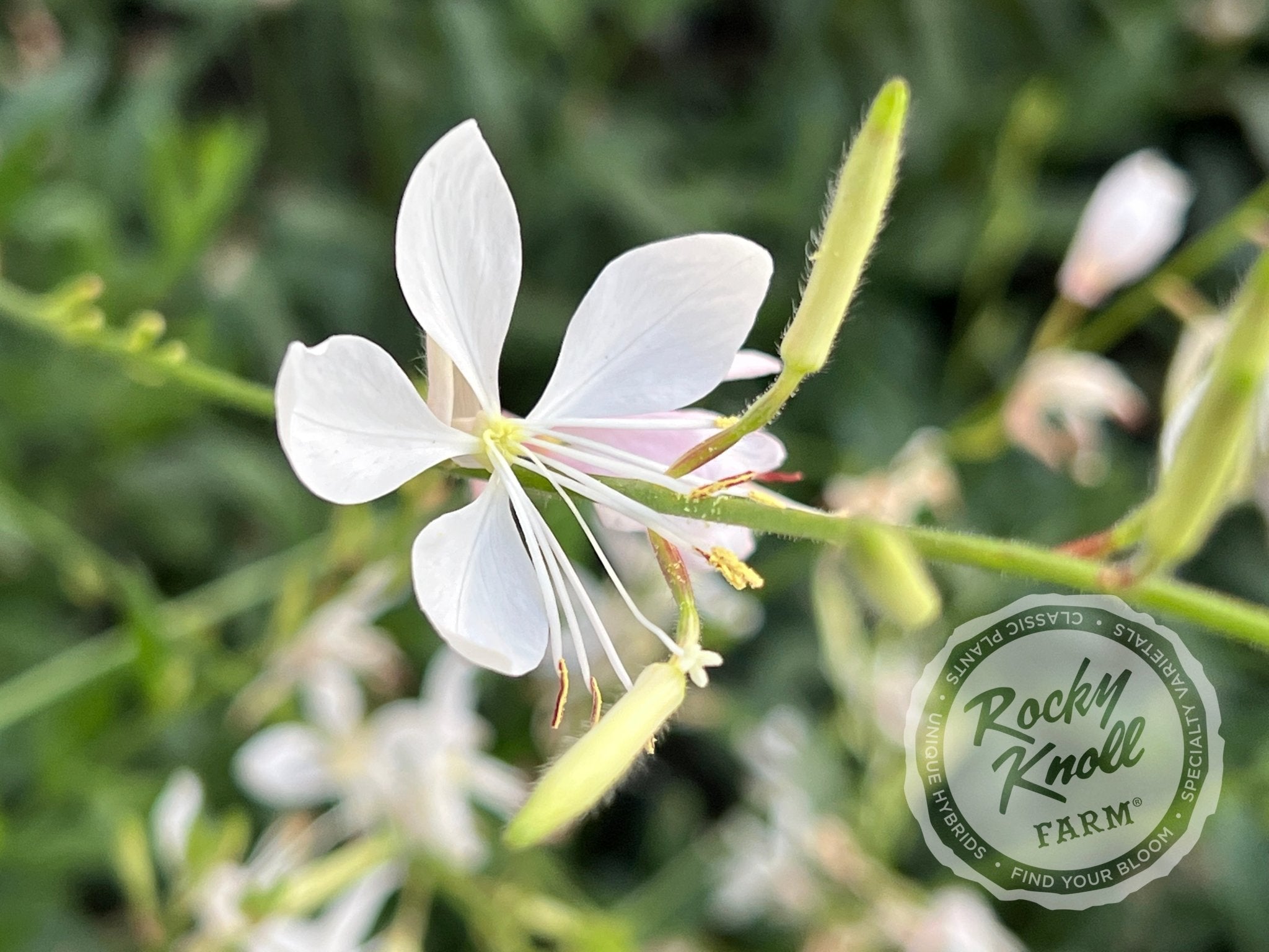 Sparkle White Wandflower - Gaura lindheimeri - Rocky Knoll Farm