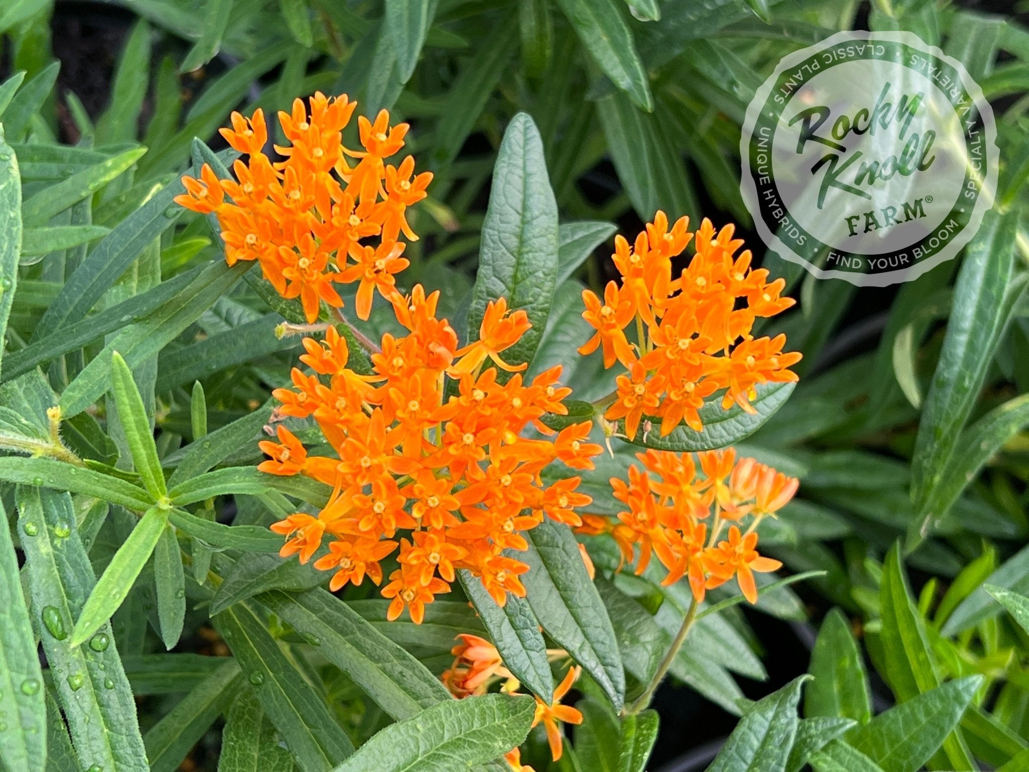Butterfly Weed (Asclepias tuberosa) - Rocky Knoll Farm