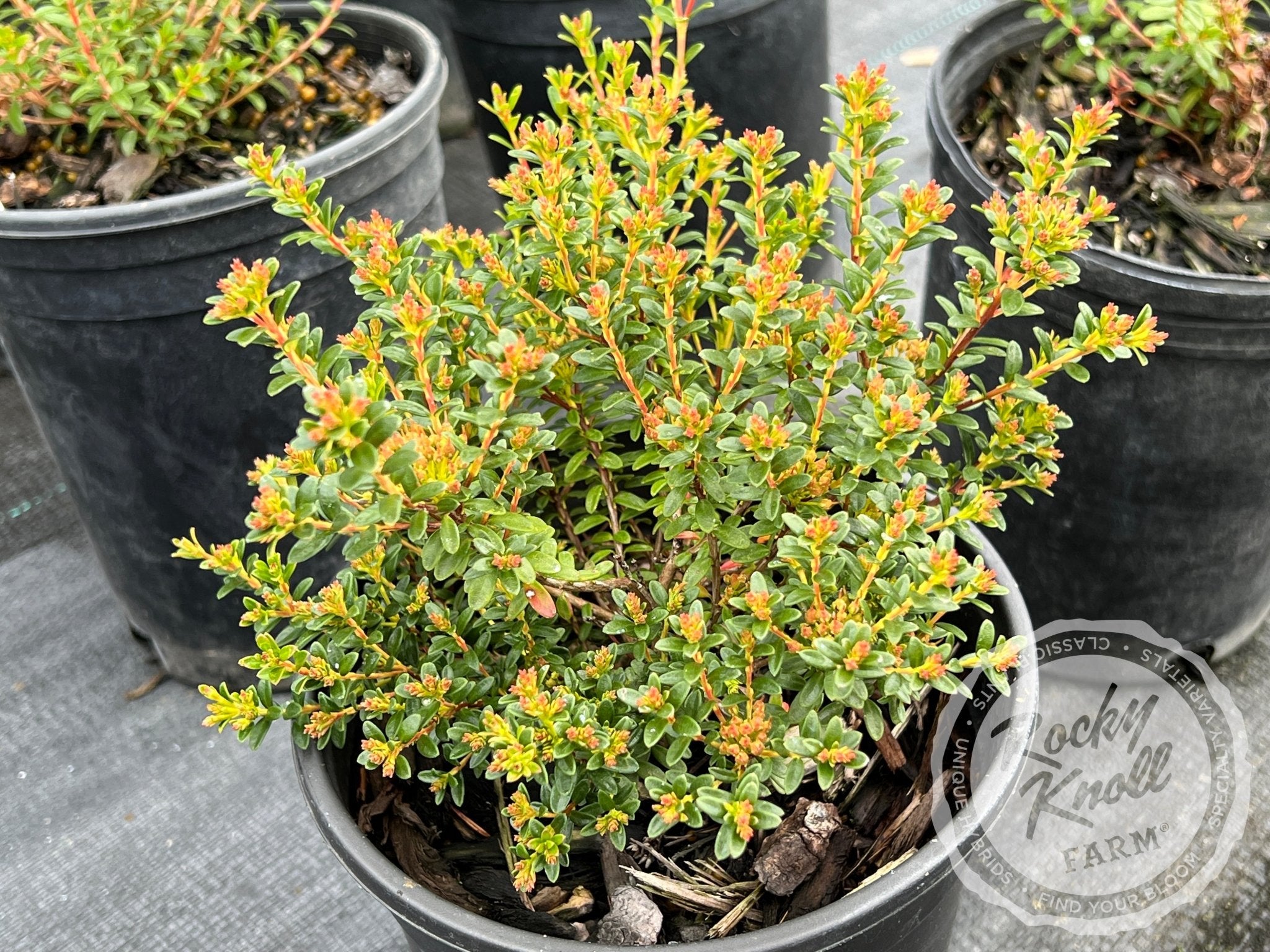 Sand Myrtle - Leiophyllum buxifolium - Rocky Knoll Farm