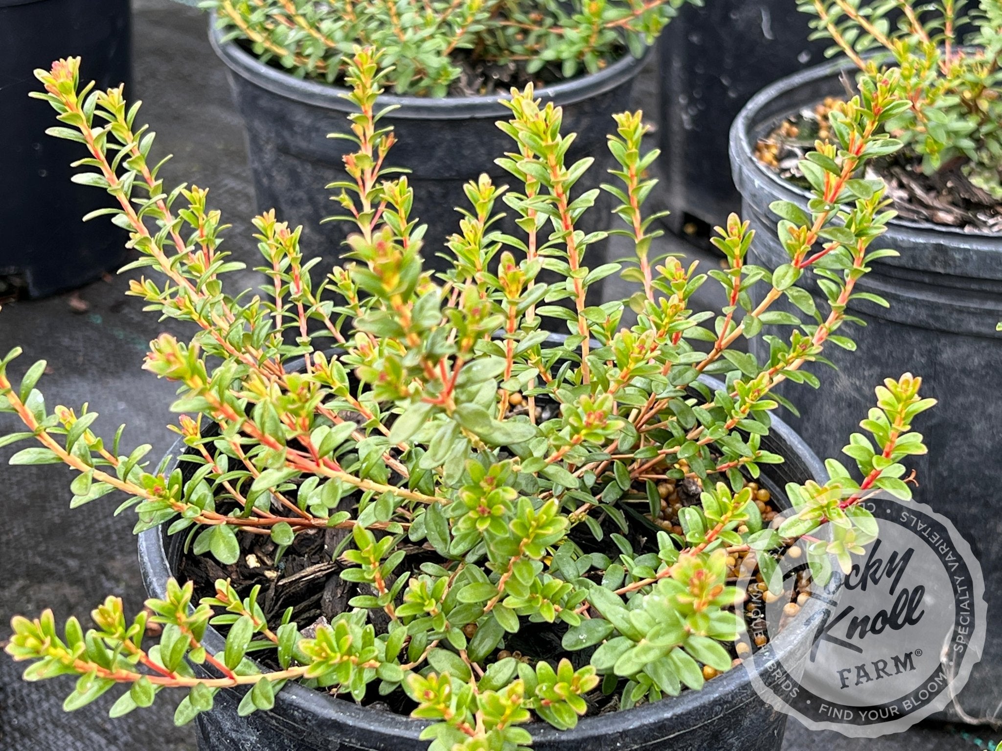 Sand Myrtle - Leiophyllum buxifolium - Rocky Knoll Farm