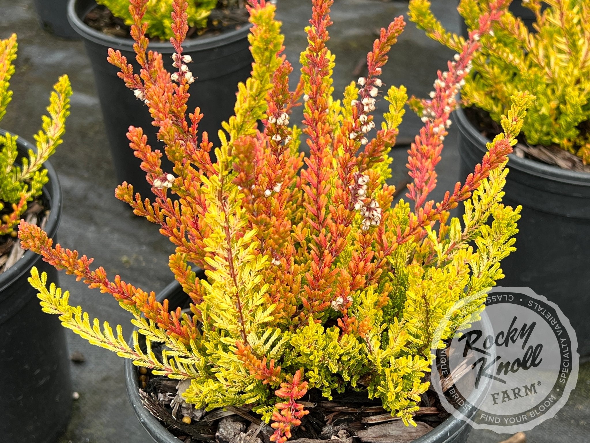 Calluna Winter Chocolate Heather - Rocky Knoll Farm