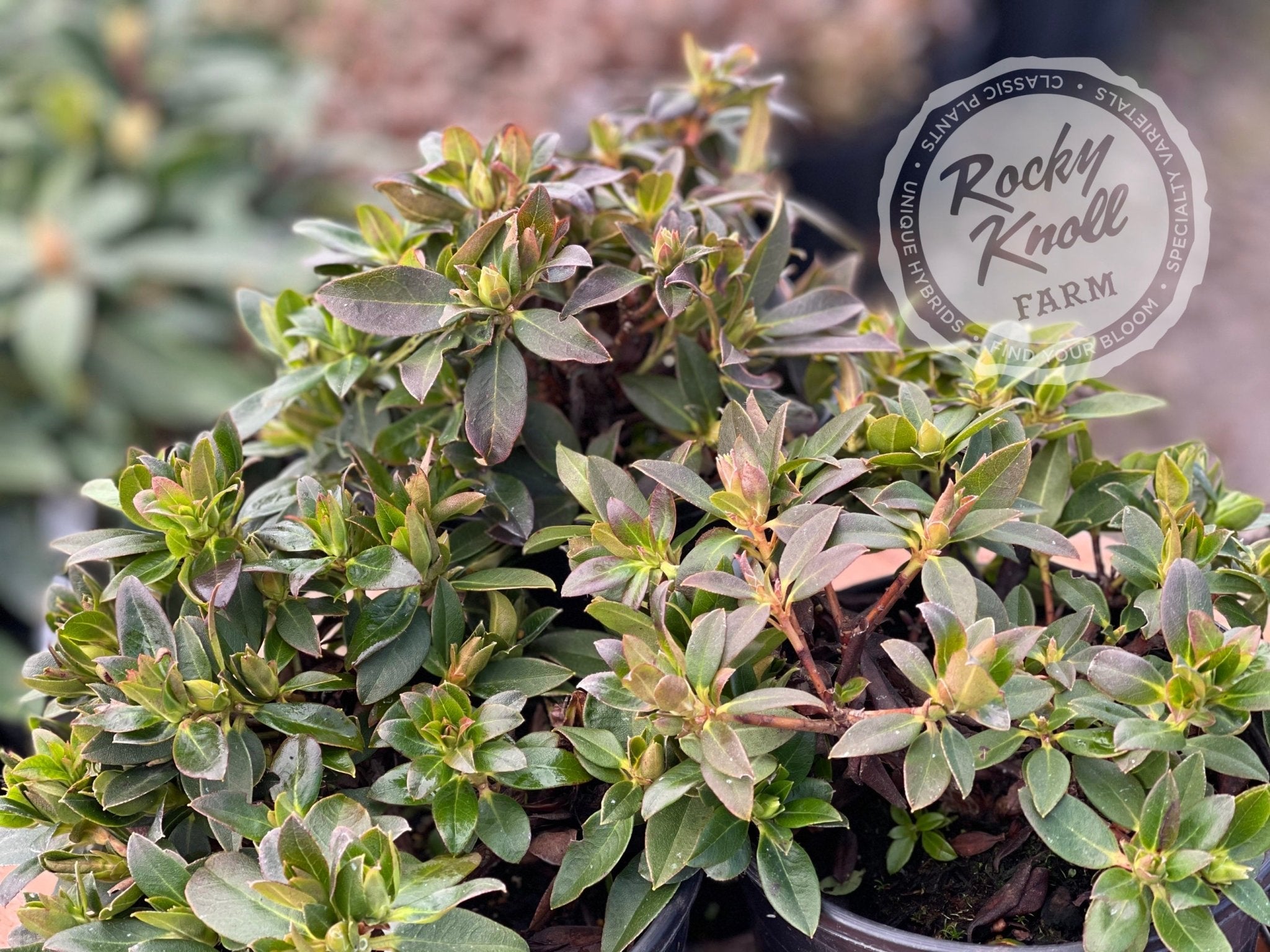 Patty Bee - Rocky Knoll Farm