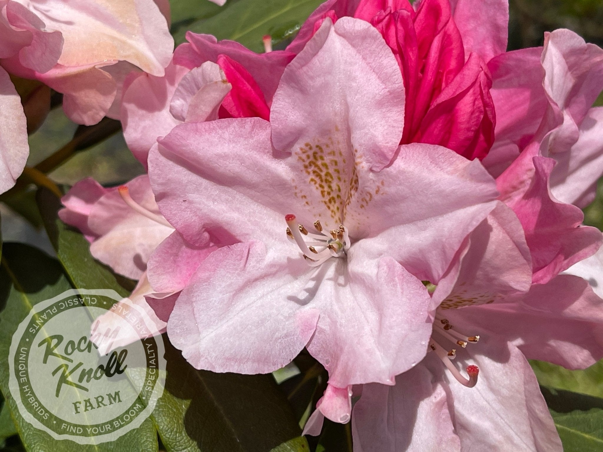 Pink Cherub - Rocky Knoll Farm