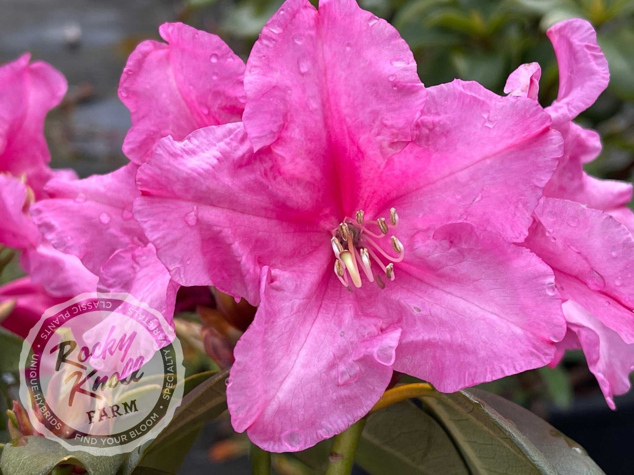 Point Fosdick - Rocky Knoll Farm