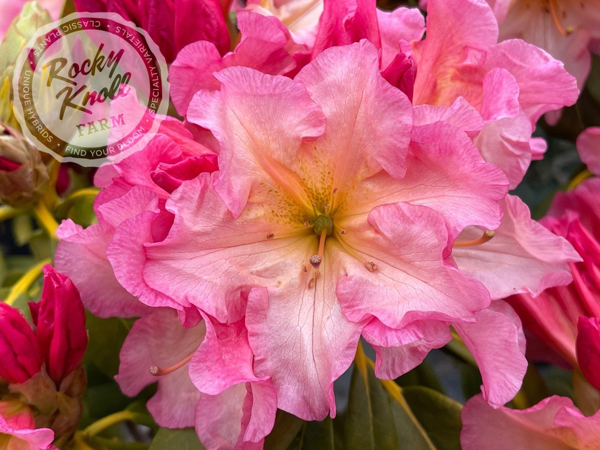 Rio Salsa - Rocky Knoll Farm