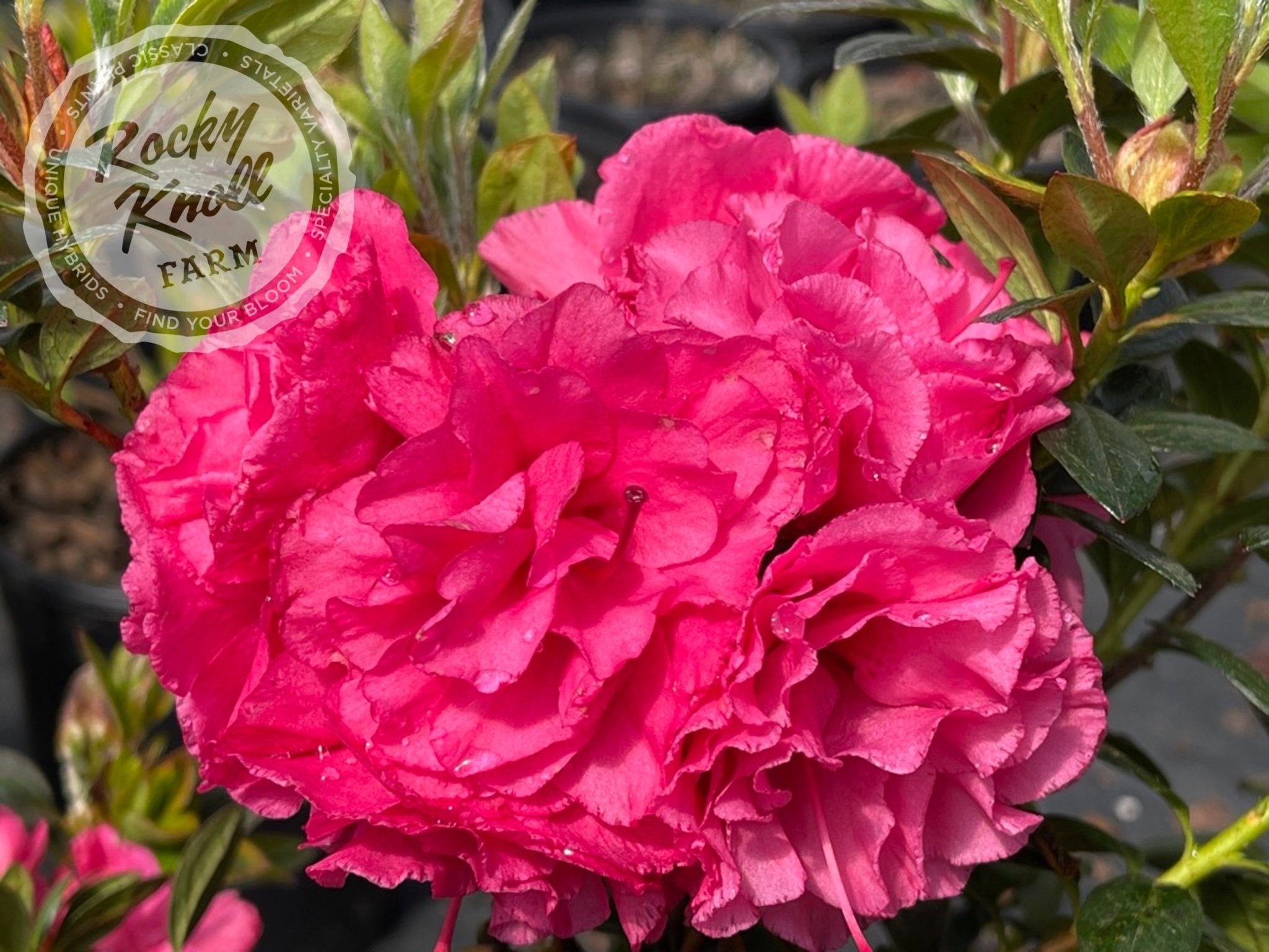 Ripples - Rocky Knoll Farm