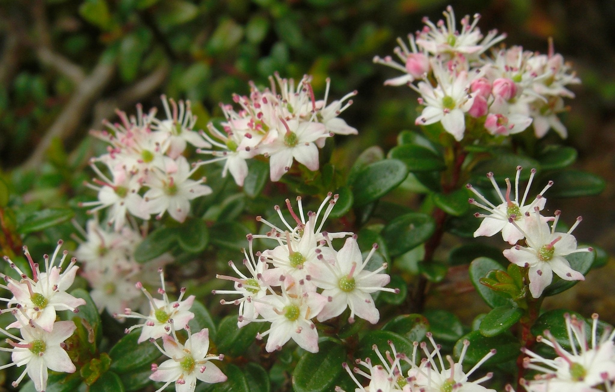 Sand Myrtle - Leiophyllum buxifolium - Rocky Knoll Farm