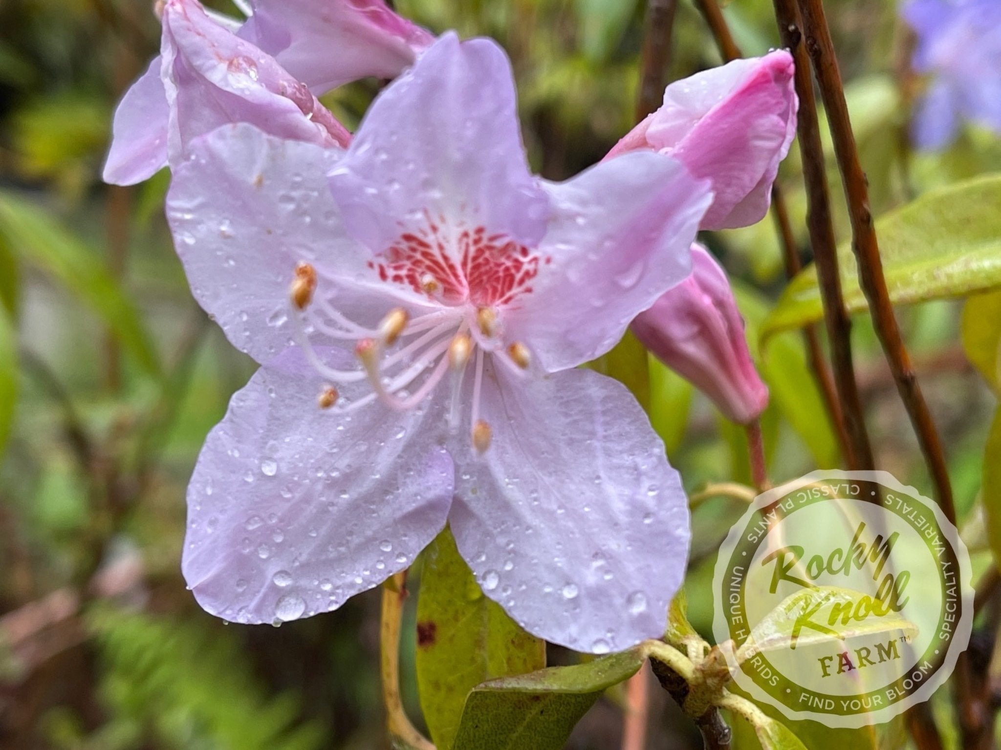 Star Trek - Rocky Knoll Farm