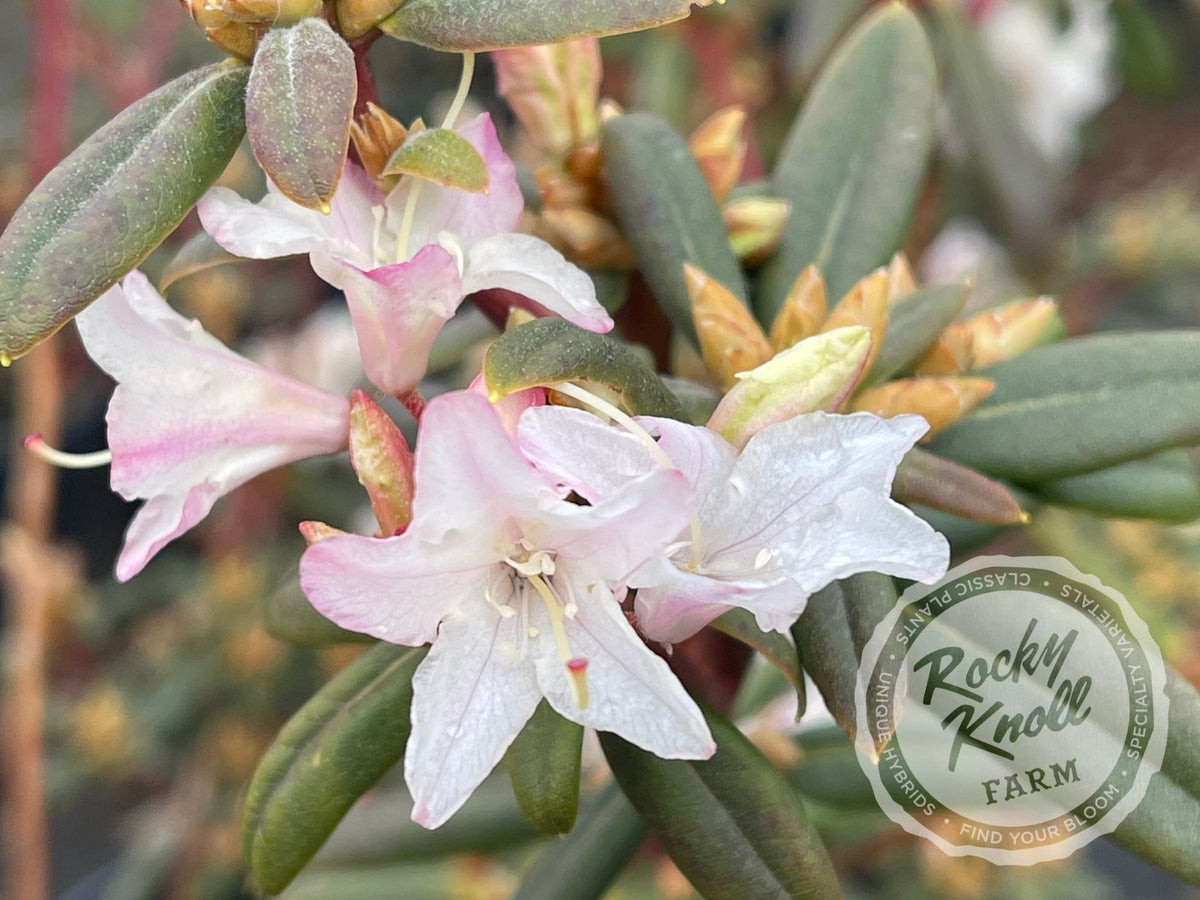 Sugar Puff - Rocky Knoll Farm