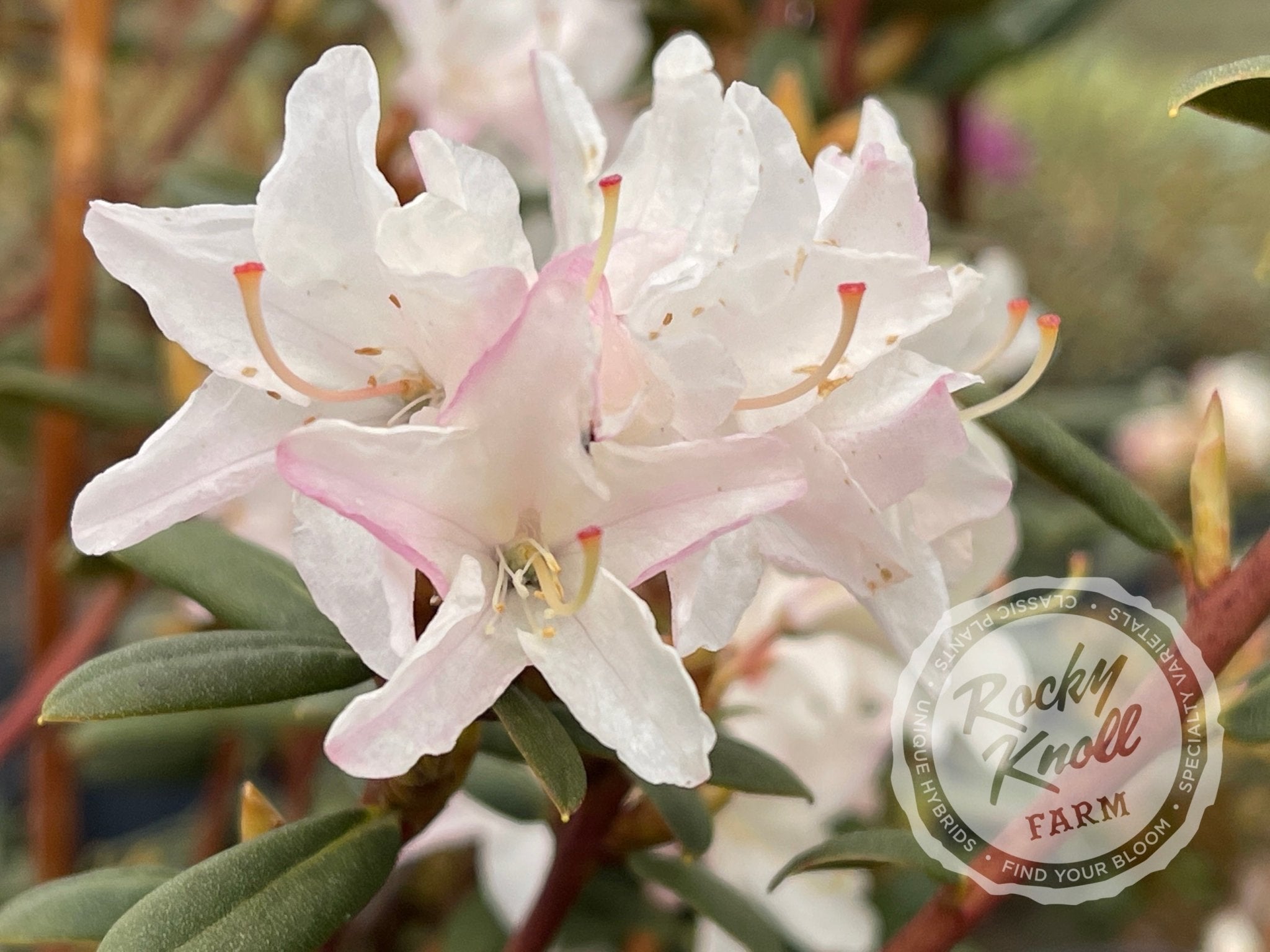 Sugar Puff - Rocky Knoll Farm