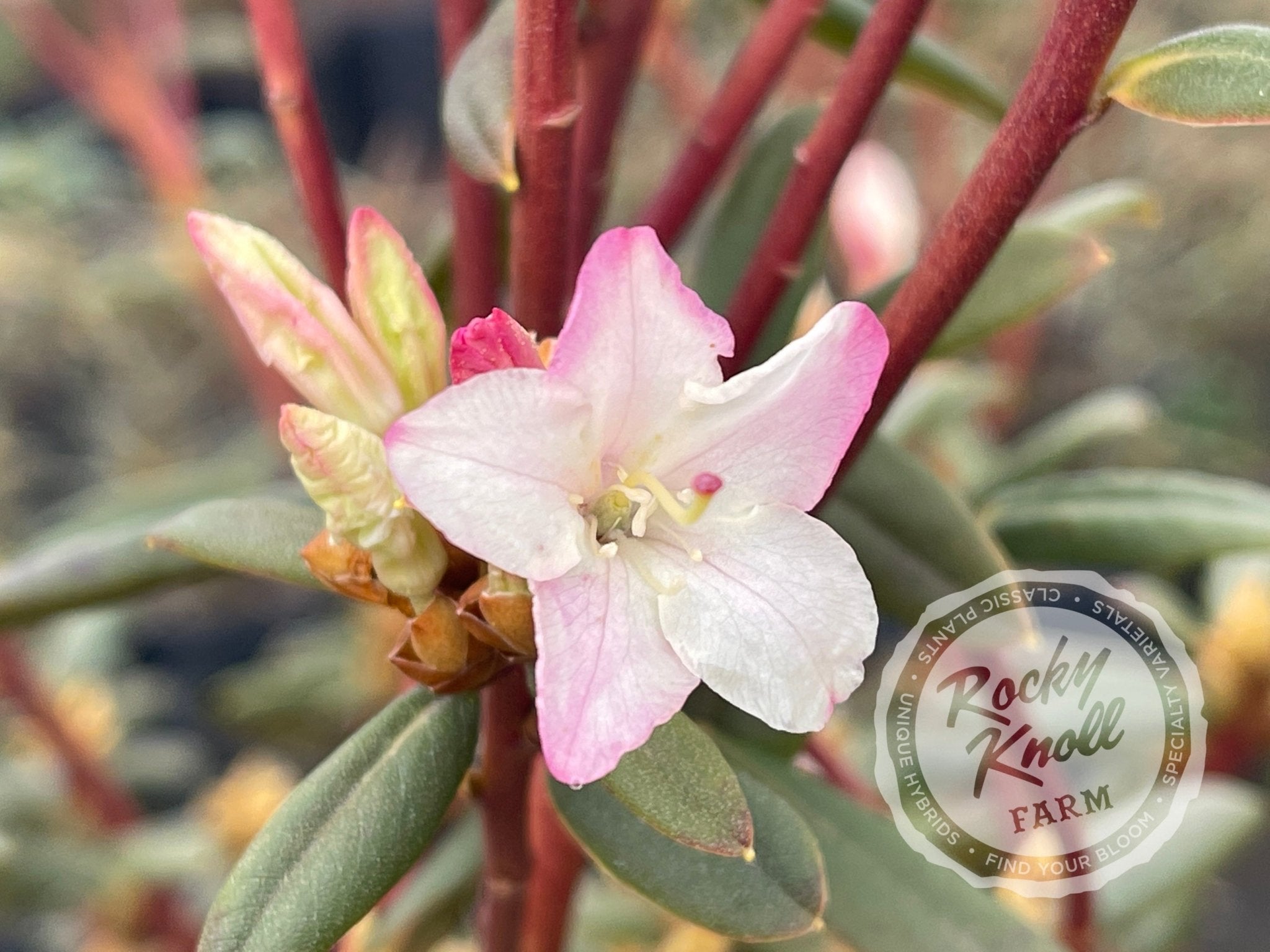 Sugar Puff - Rocky Knoll Farm