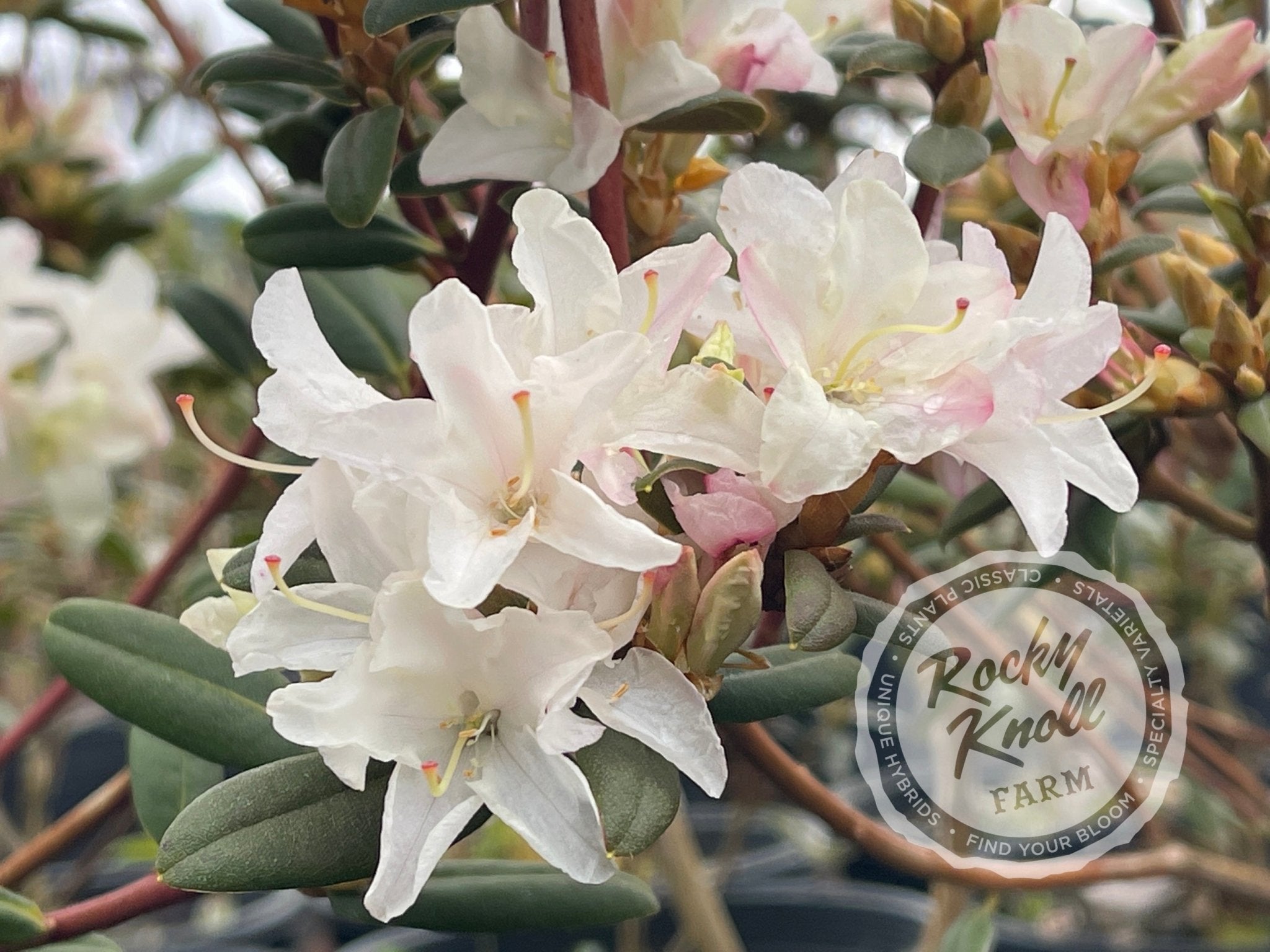 Sugar Puff - Rocky Knoll Farm