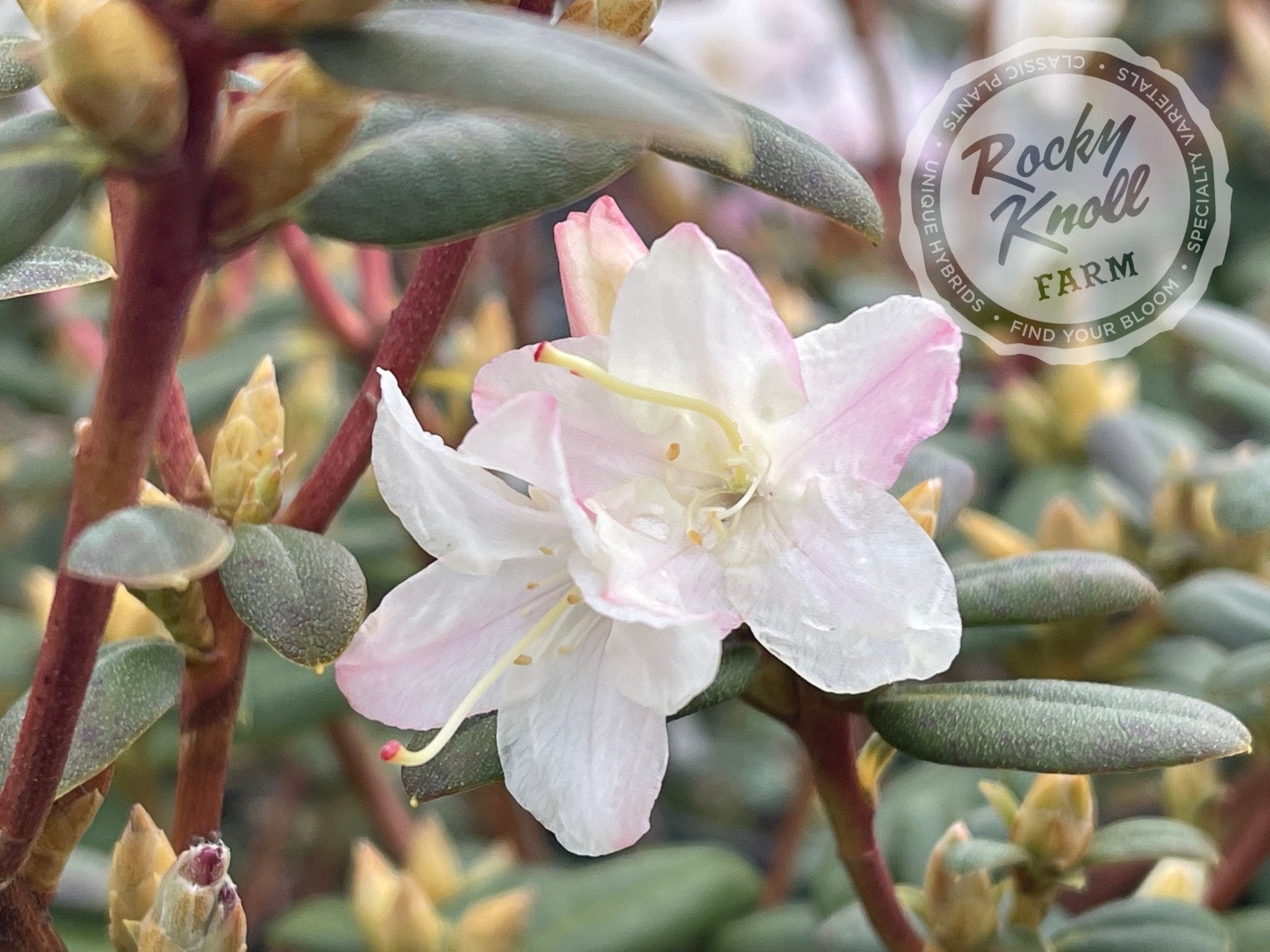 Sugar Puff - Rocky Knoll Farm