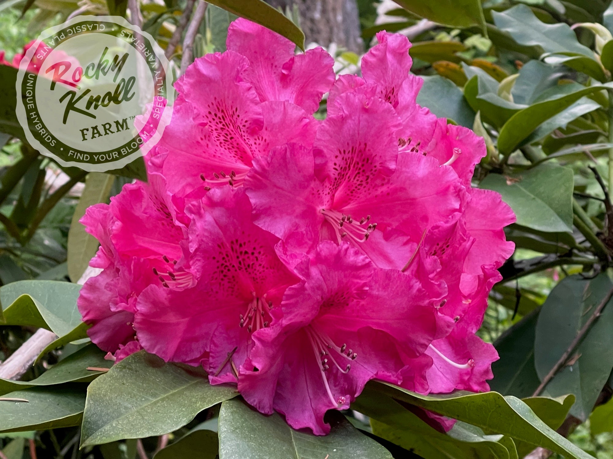 Very Berry - Rocky Knoll Farm