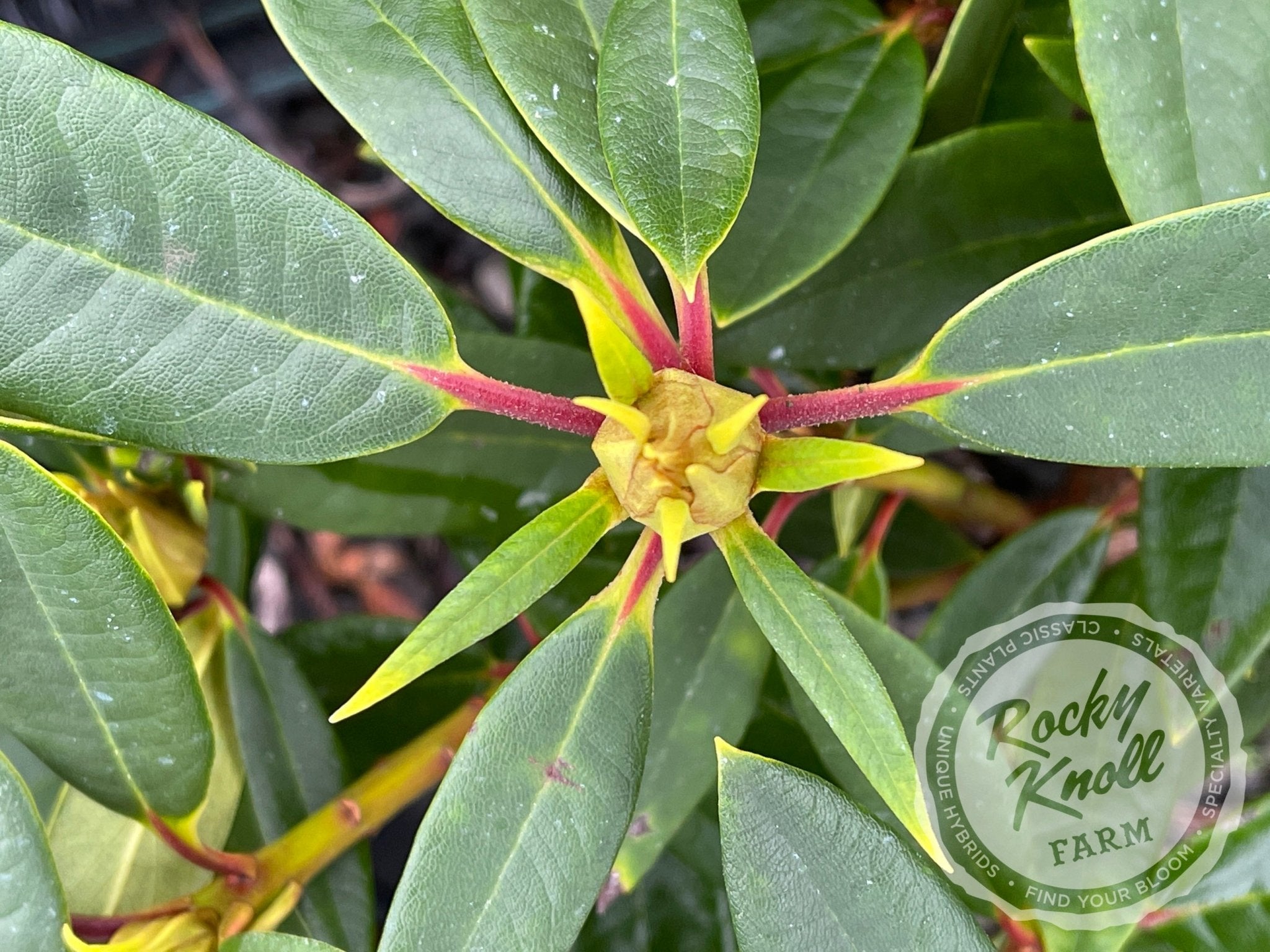 Vulcan - Rocky Knoll Farm