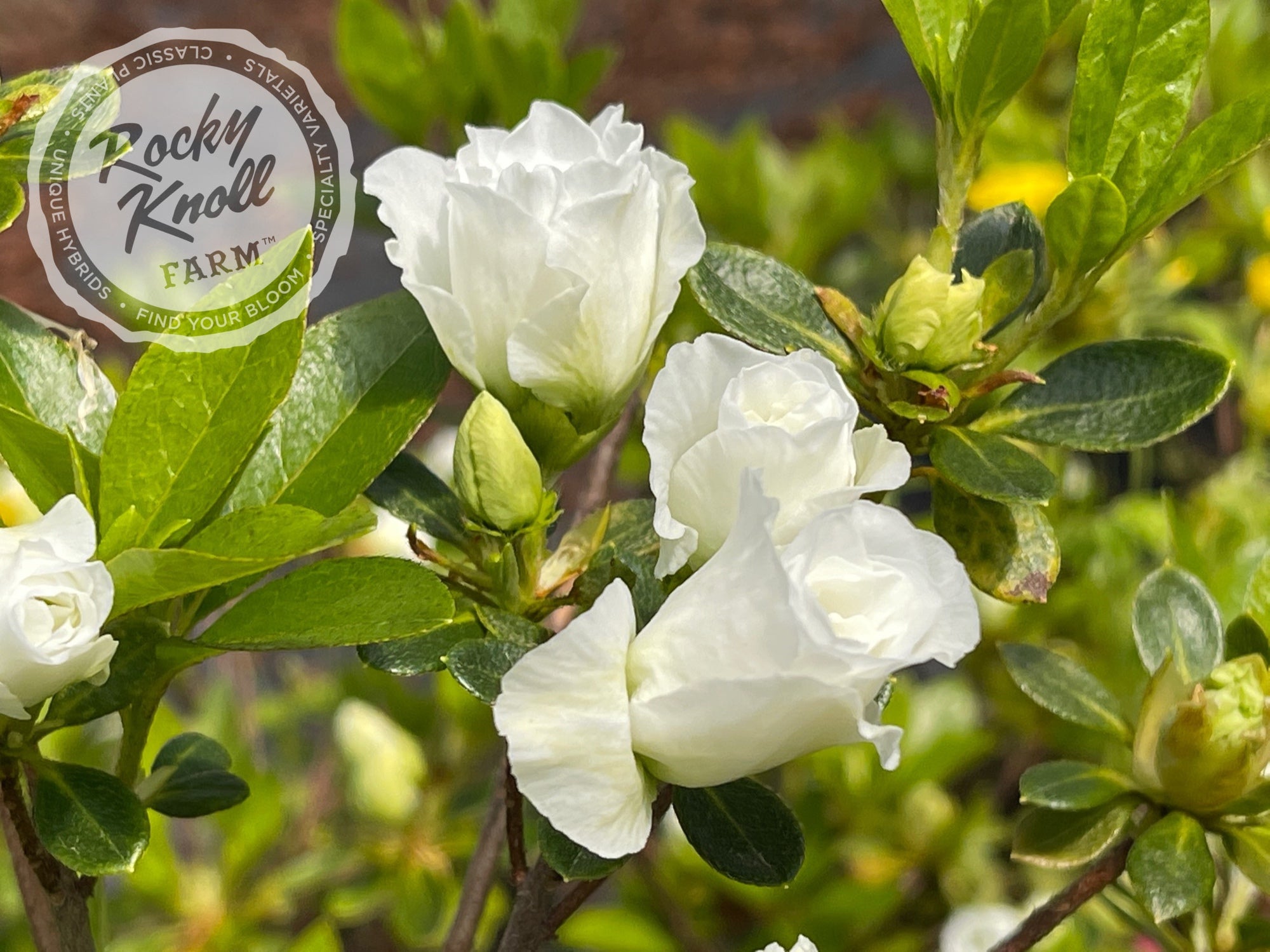 White Rosebud Azalea - Rocky Knoll Farm