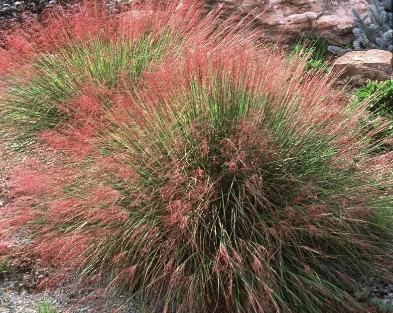Ruby Muhly Grass Undaunted® - Muhlenbergia reverchonii - Rocky Knoll Farm