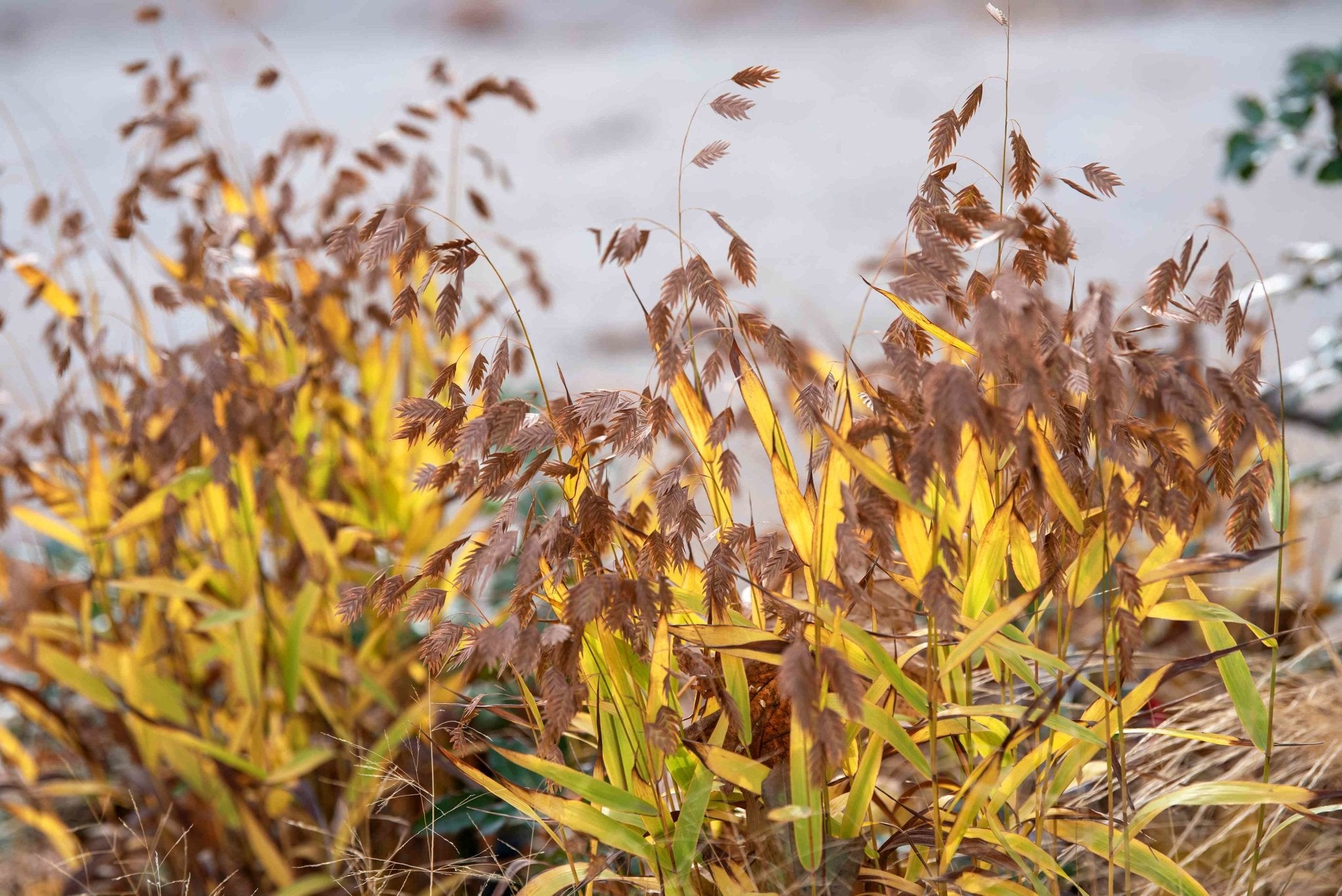 Northern Sea Oats - Chasmanthium latifolium - Rocky Knoll Farm