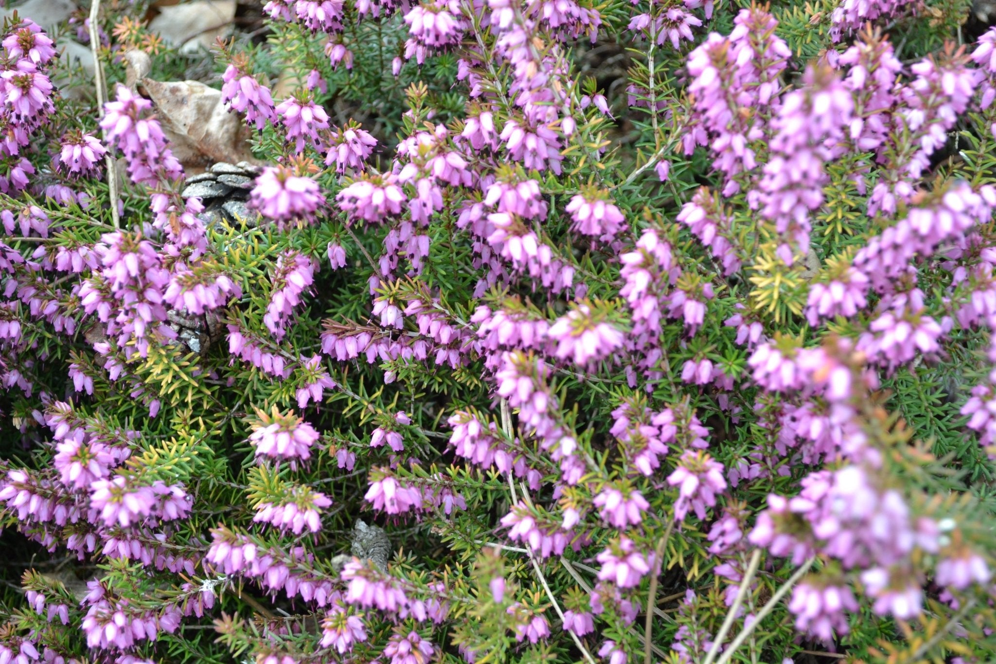 Erica Mary Helen Heath - Rocky Knoll Farm