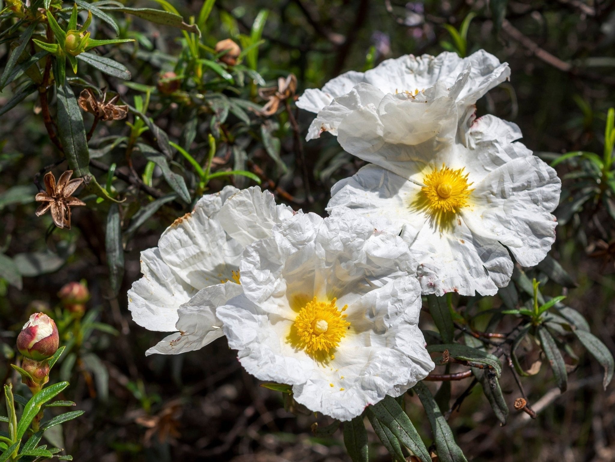 Cistus ladanifer Blanche White Rockrose - Rocky Knoll Farm